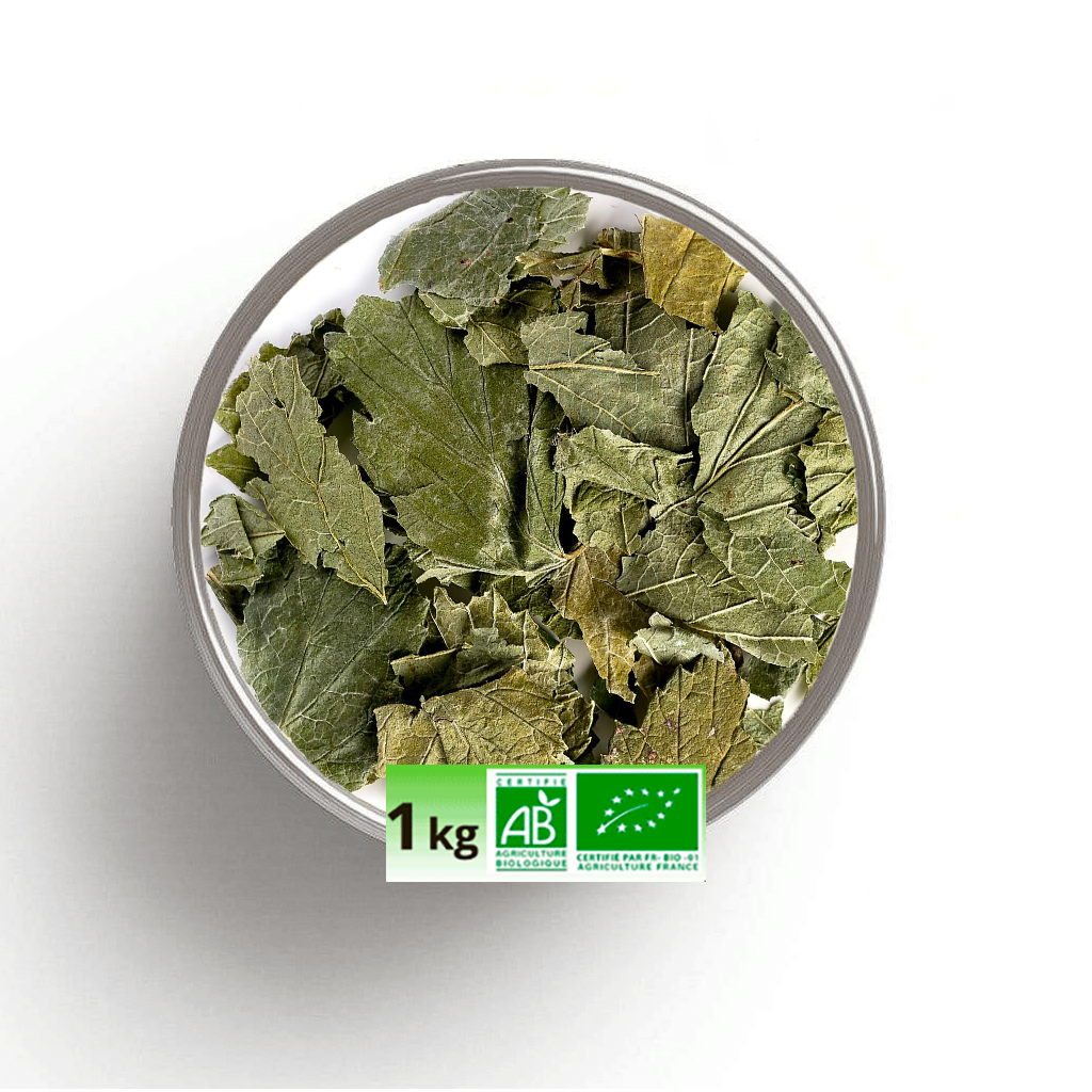 Organic cut blackcurrant leaf in bulk - Thés Direct : Wholesaler ...